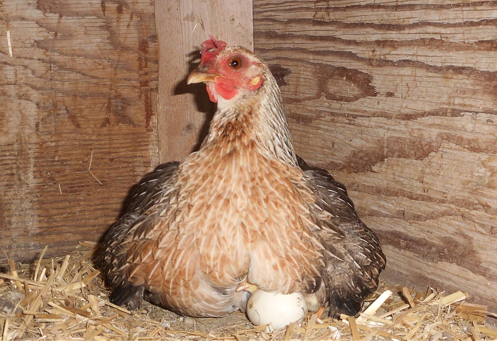 Birds in ASPCA facility deteriorate, die following seizure from Upstate ...