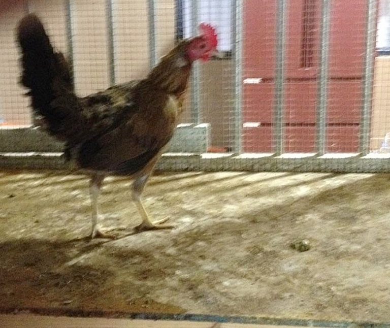 Birds in ASPCA facility deteriorate, die following seizure from Upstate ...