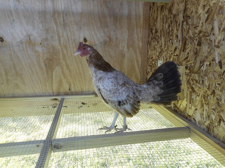 Birds in ASPCA facility deteriorate, die following seizure from Upstate ...