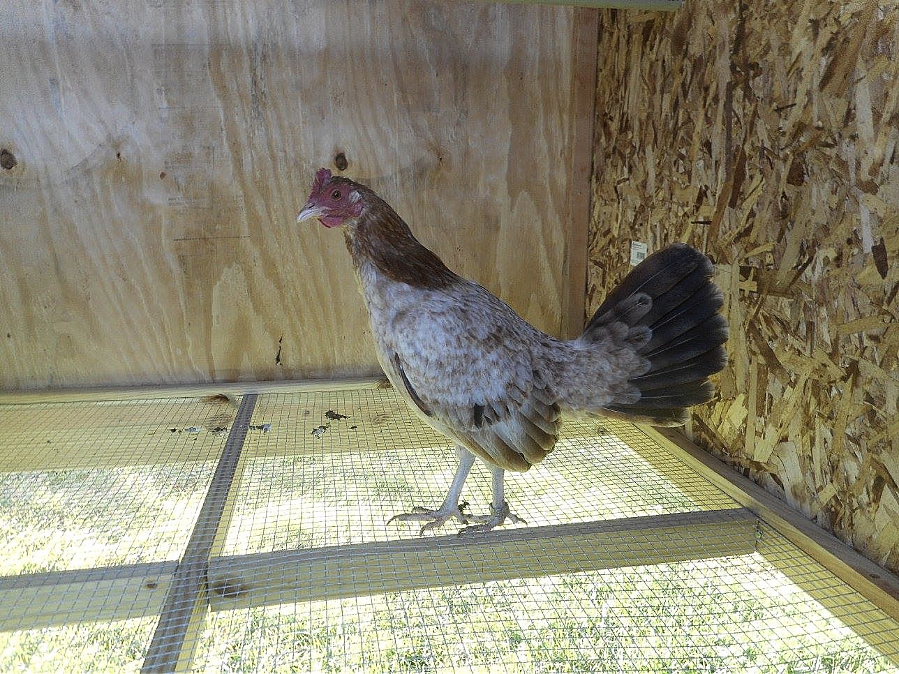 Birds in ASPCA facility deteriorate, die following seizure from Upstate ...