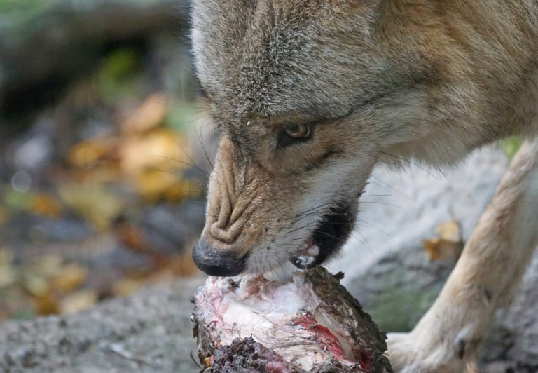 New report tracks wolf attacks on humans during the last 18 years ...
